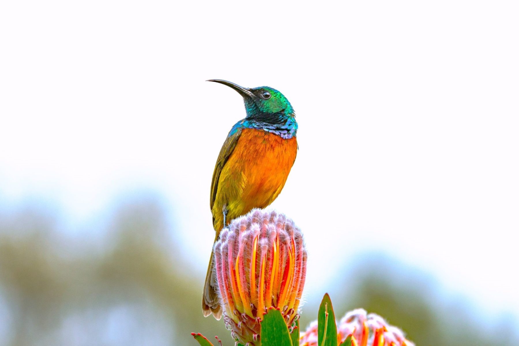 sunbird - Hospitality Placement